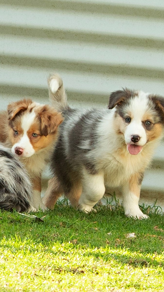 Home Page - Rivenleigh Border Collies